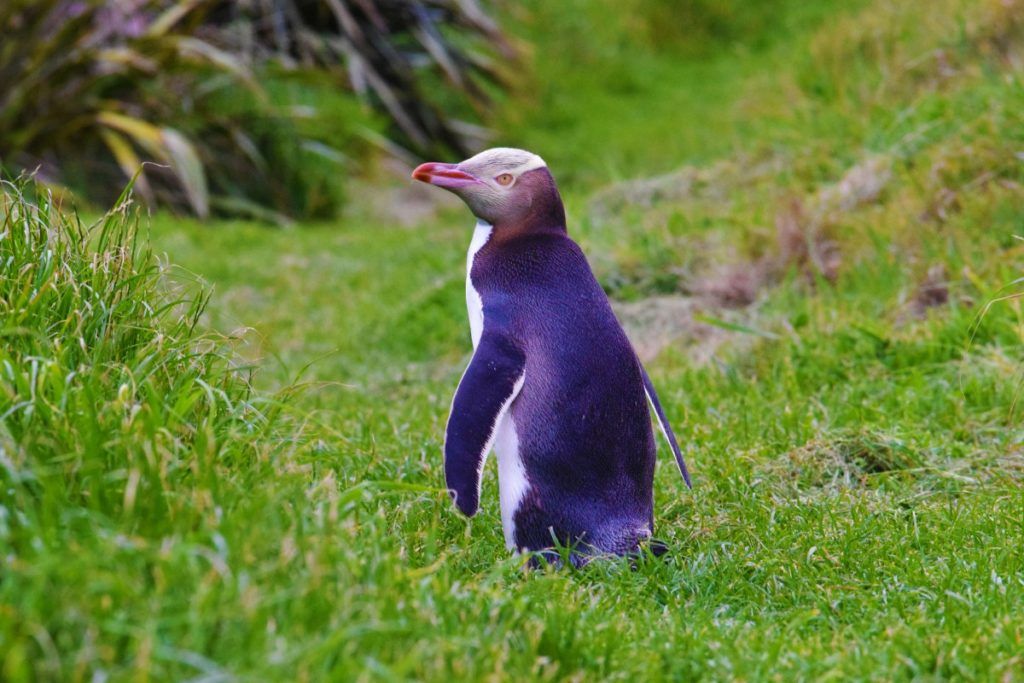 10 Best Places to See Penguins in New Zealand - NZ Pocket Guide