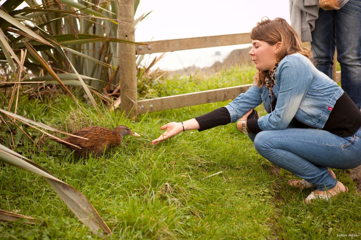 10 Best Wildlife Activities & Tours in New Zealand 🦉 [2025]