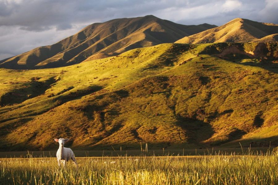 5 Best Places to Visit in Spring in New Zealand - NZ Pocket Guide