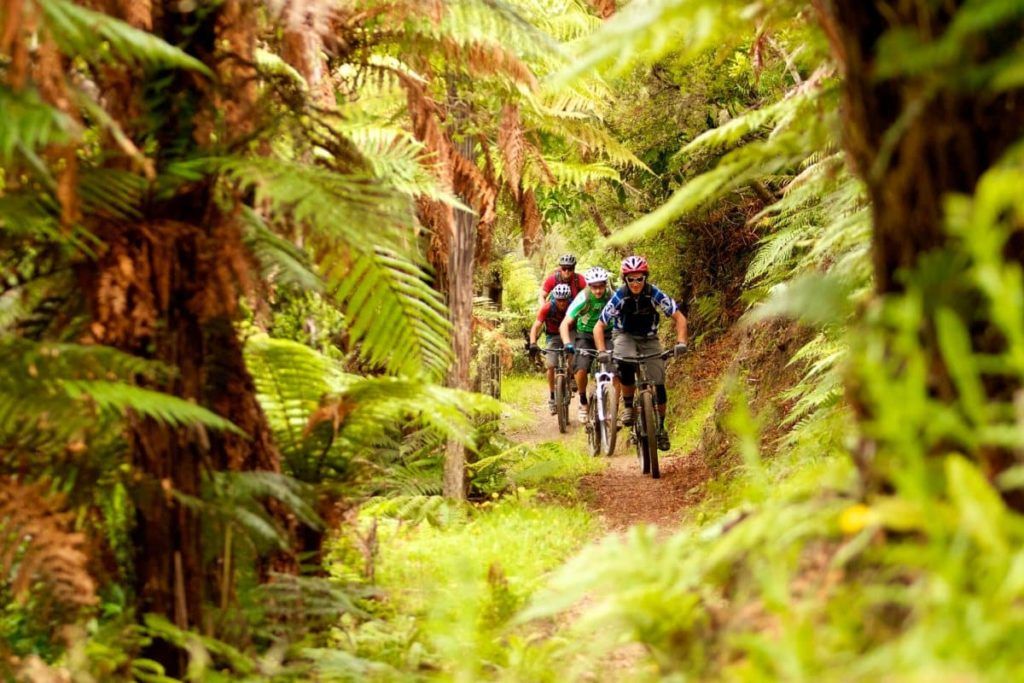 10 BEST Bike Trails in Rotorua 🚴 [2025] - NZ Pocket Guide