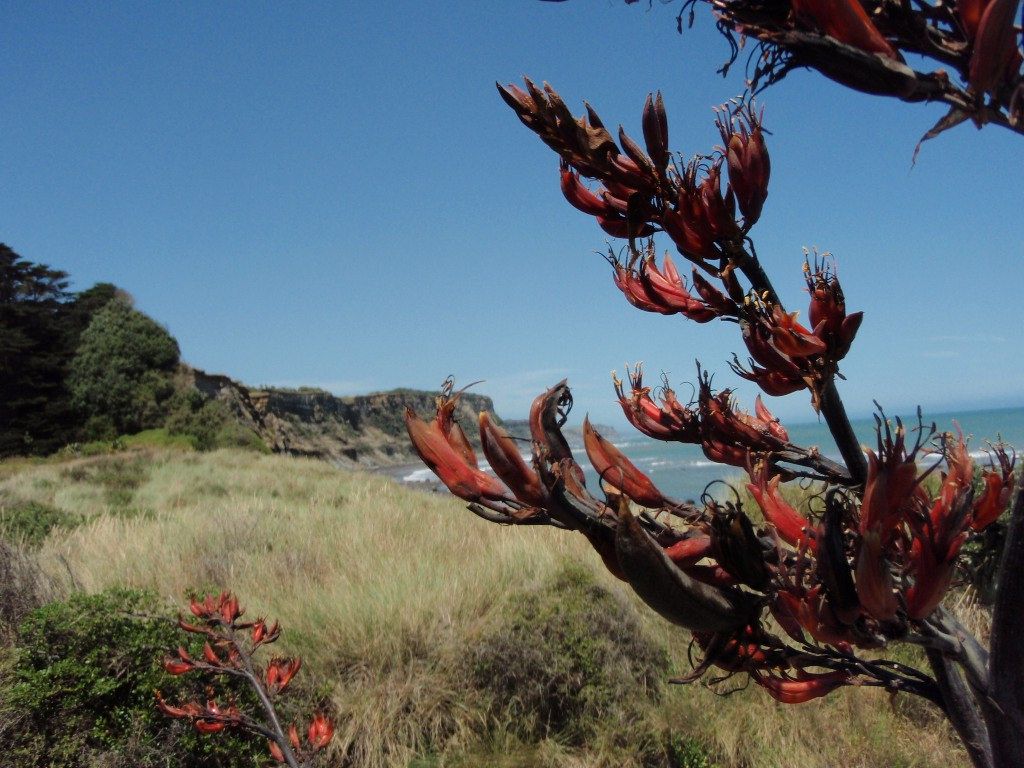 18 Places to Stop at on Taranaki's Surf Highway 45 - NZ Pocket Guide