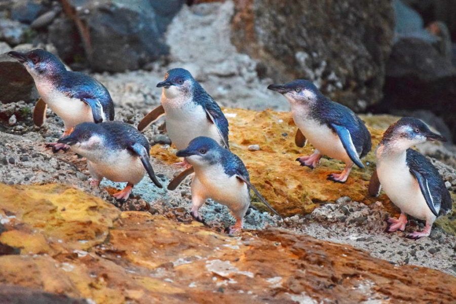 10 Best Things to Do in Oamaru: The Oamaru Must-Dos!