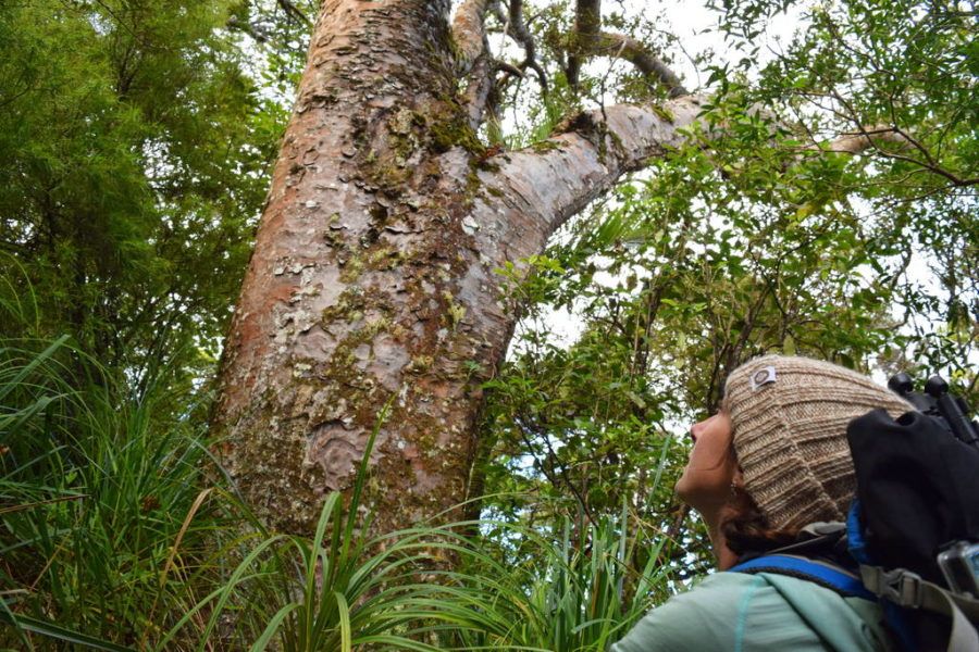 10 Best Kauri Forests in Northland - NZ Pocket Guide
