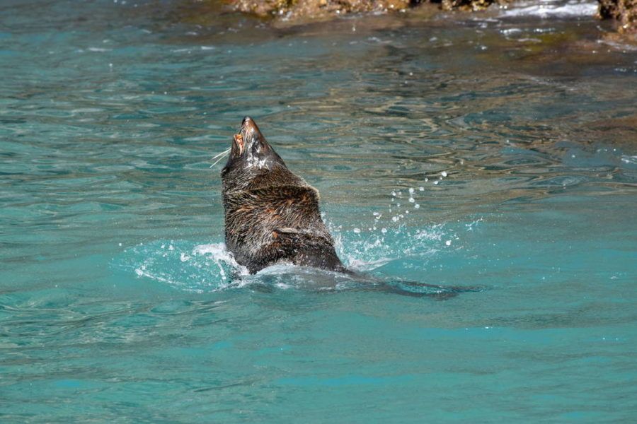14 Best Places to See Seals in New Zealand - NZ Pocket Guide