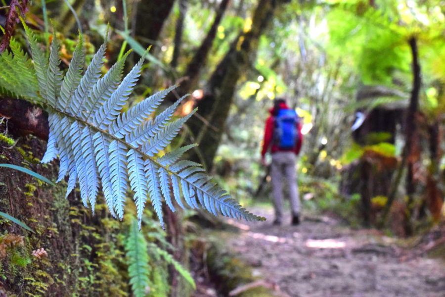 16 Best Hikes in the Coromandel - NZ Pocket Guide