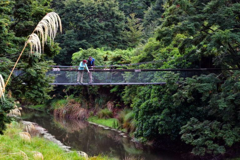 Te Urewera Rainforest Route: 9 Epic Stops! - NZ Pocket Guide