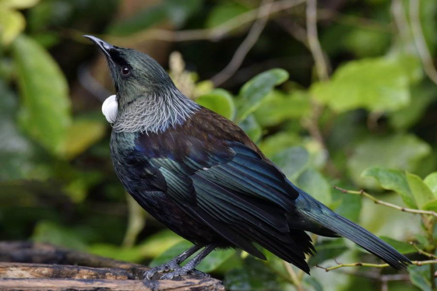 21 Animals and Birds Unique to New Zealand - NZ Pocket Guide