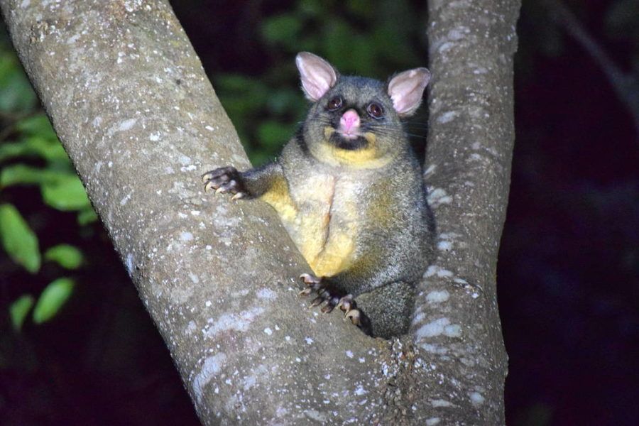 Why New Zealand Hates Possums - NZ Pocket Guide
