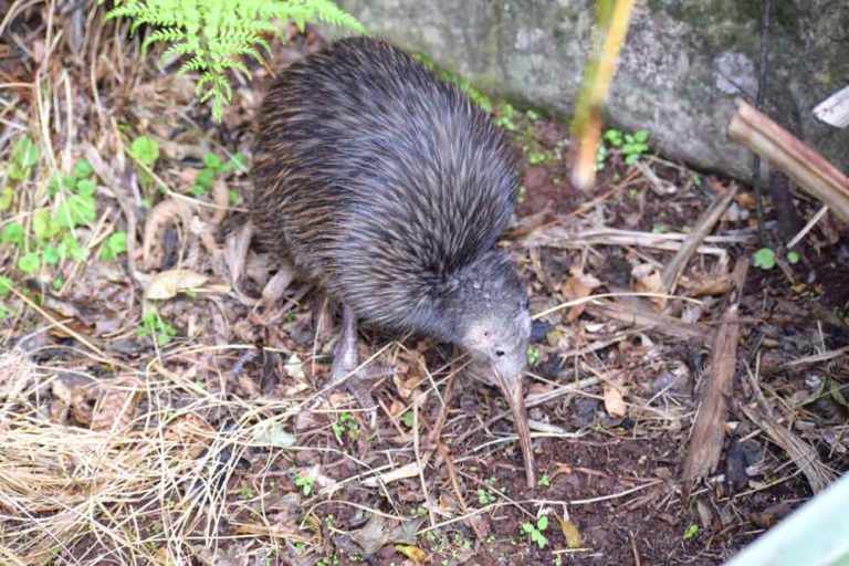 20 Amazing Native Birds in New Zealand 🦉 - NZ Pocket Guide