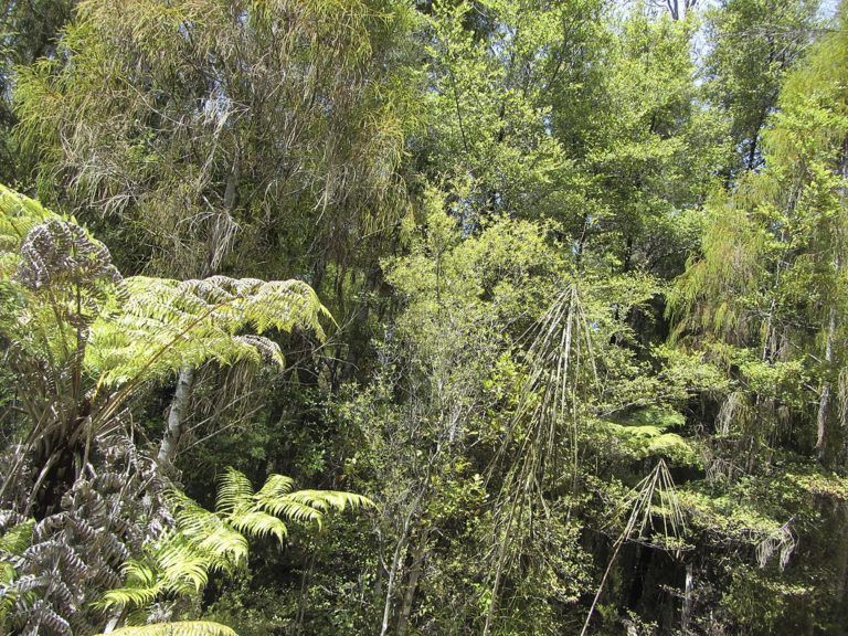 10 Things to Do in Matamata (That Doesn't Involve Hobbits) - NZ Pocket ...