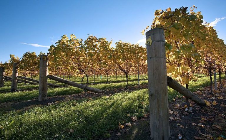 24 Best Wineries in Nelson - NZ Pocket Guide