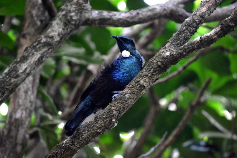 20 Amazing Native Birds in New Zealand 🦉 - NZ Pocket Guide