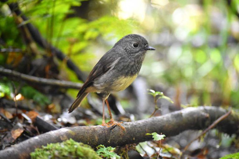 20 Amazing Native Birds in New Zealand 🦉 - NZ Pocket Guide