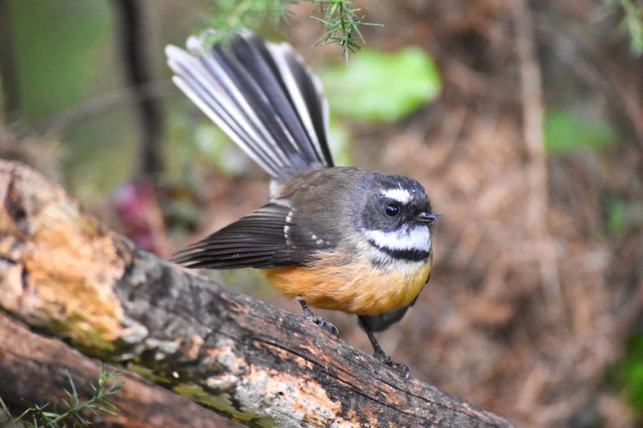 20 Amazing Native Birds in New Zealand 🦉 - NZ Pocket Guide