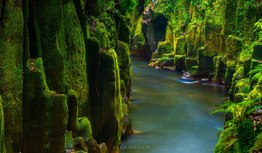 Te Urewera Rainforest Route: 9 Epic Stops! - NZ Pocket Guide