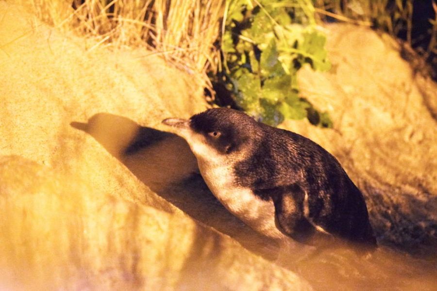 15 Best Things to Do in Timaru - NZ Pocket Guide