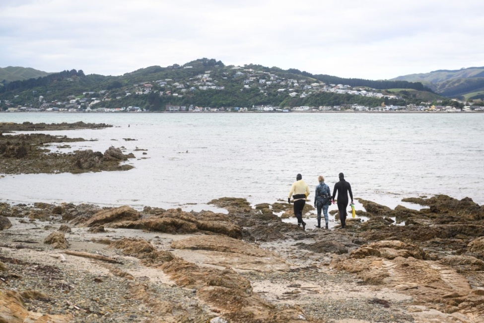 10 Best Things to Do in Porirua - NZ Pocket Guide