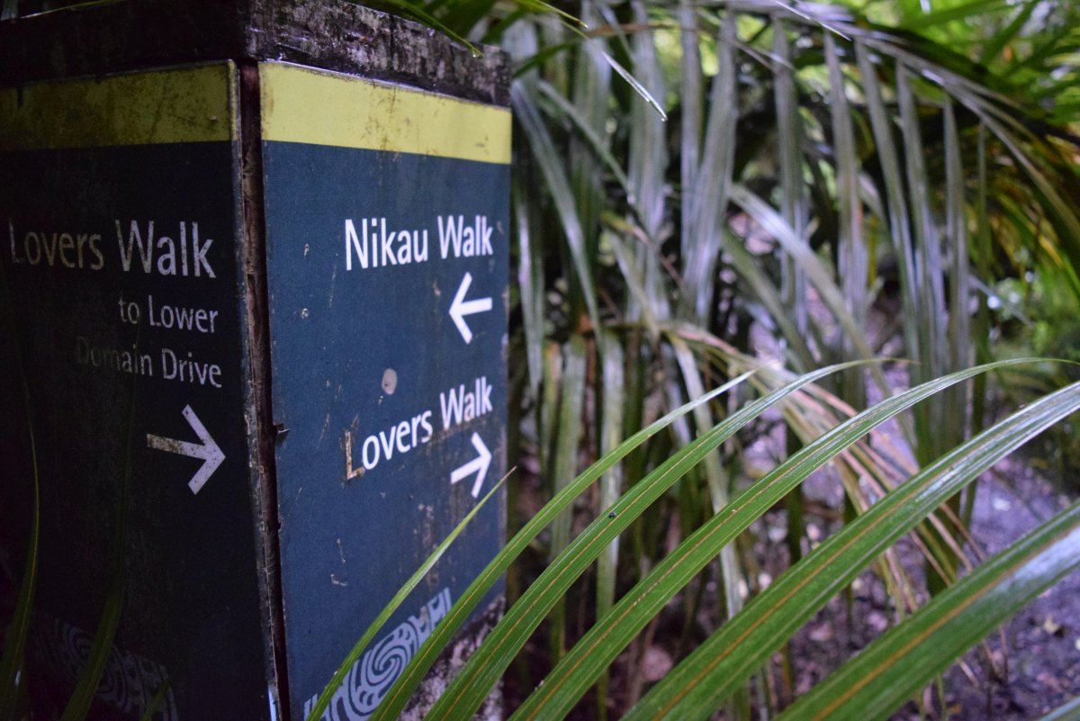 10 Best Walks in Auckland: Short Walks to Day Hikes 🥾