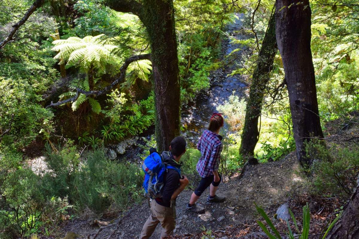 Our Picks for The Top 50 North Island Walks - NZ Pocket Guide