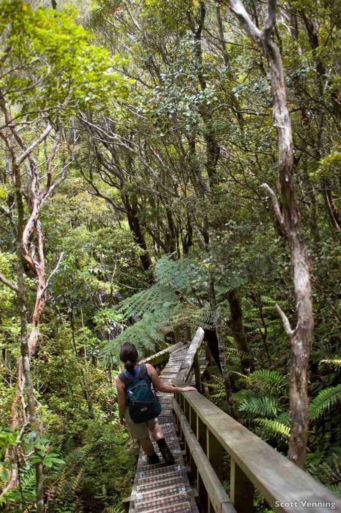 10 Best Kauri Forests in New Zealand: Where to See Kauri in New Zealand