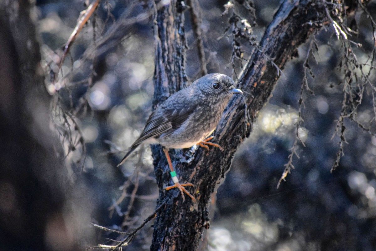10 Best Bird Sanctuaries in New Zealand: Where to See Birds in NZ