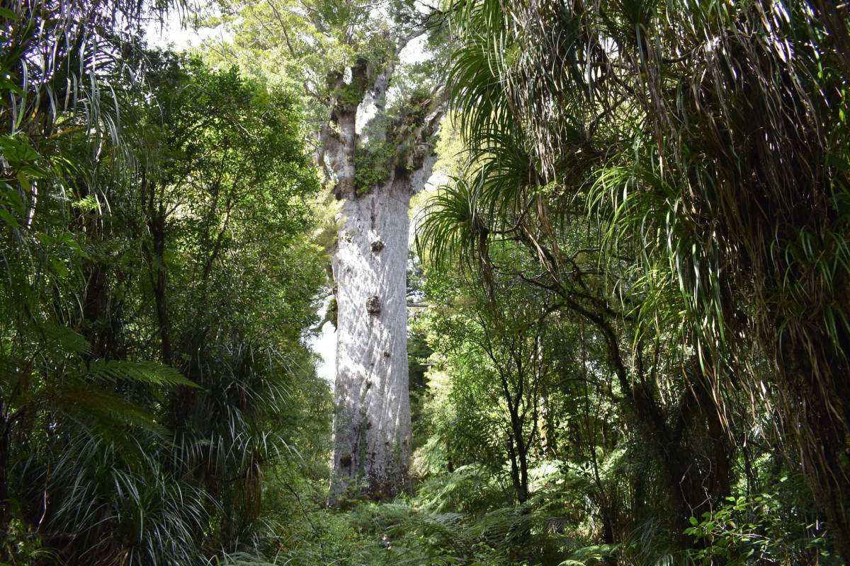 10 Best Kauri Forests in New Zealand: Where to See Kauri in New Zealand