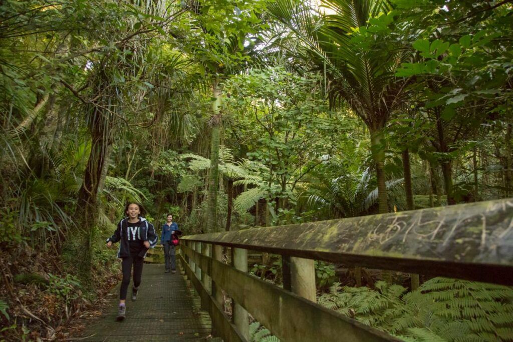 10 Best Kauri Forests in New Zealand: Where to See Kauri in New Zealand