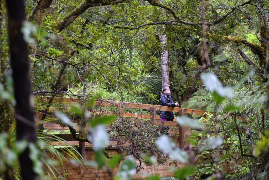 10 Best Kauri Forests in New Zealand: Where to See Kauri in New Zealand