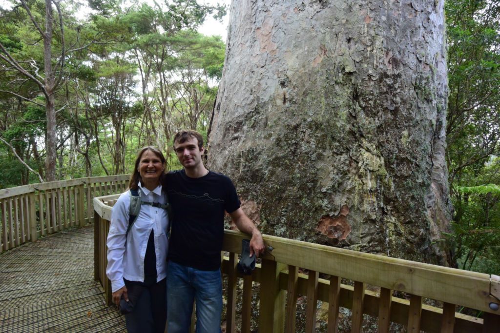 10 Best Kauri Forests in New Zealand: Where to See Kauri in New Zealand