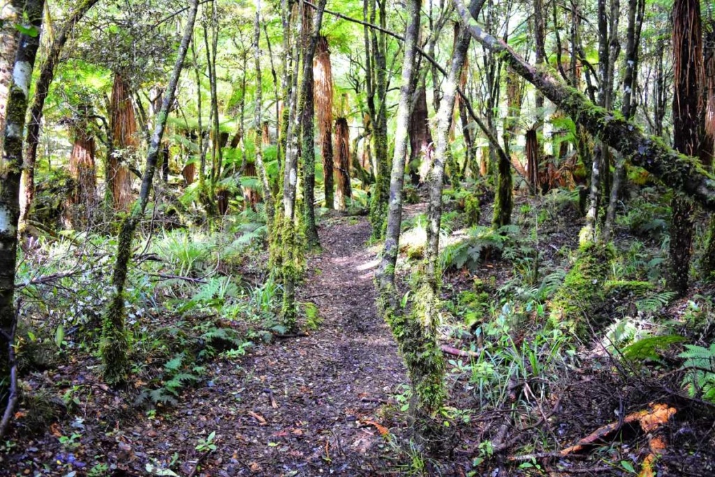 10 Things You Need to Know About the NZeTA [2026]