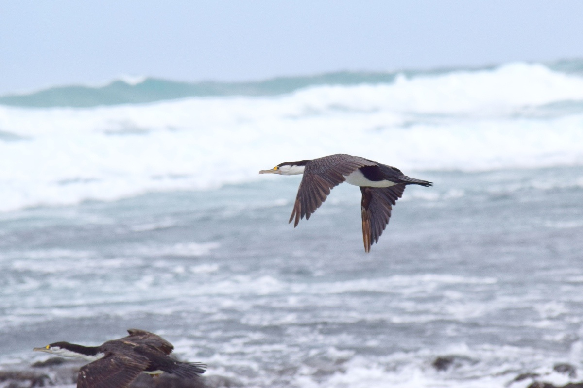 15 Best Things to Do in Timaru - NZ Pocket Guide
