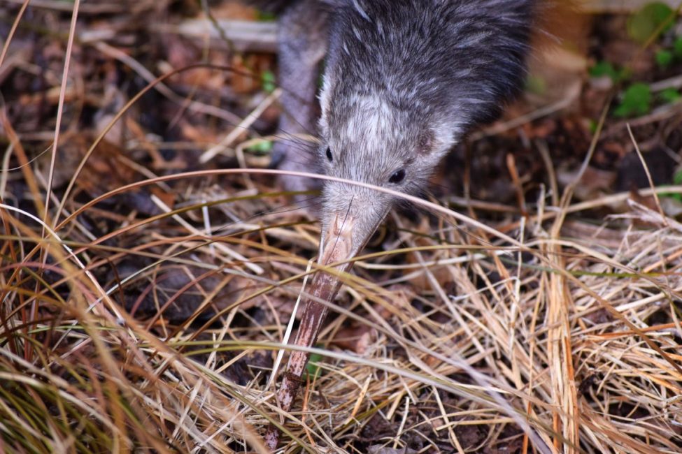 20 Best Places to See a Kiwi Bird in New Zealand 🥚 [2025]