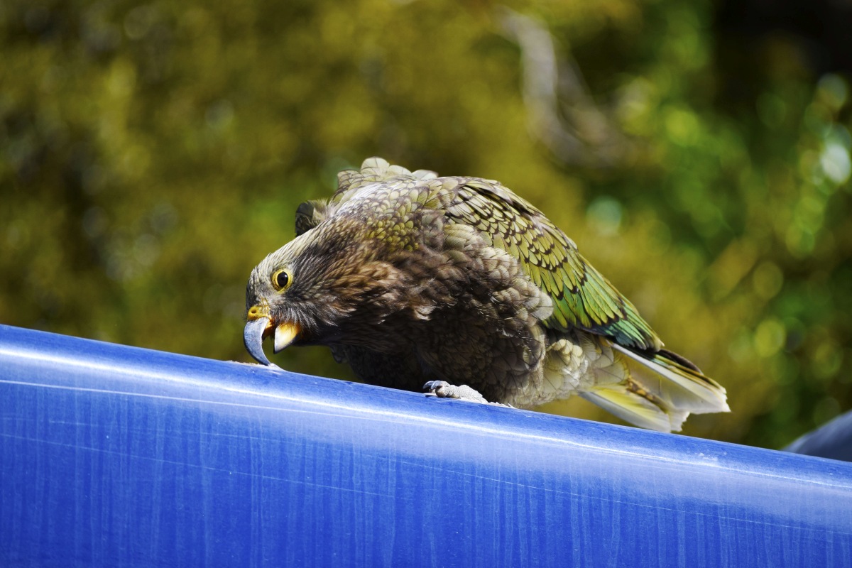20 Amazing Native Birds in New Zealand 🦉 - NZ Pocket Guide
