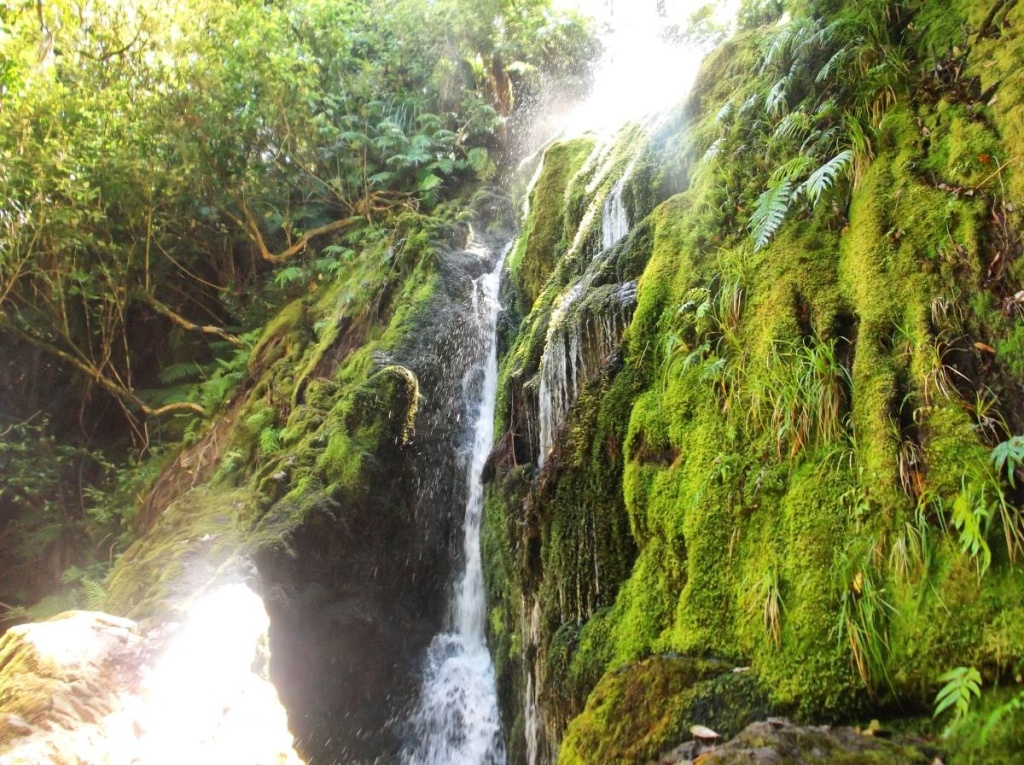 20 BEST Walks & Hikes in Rotorua - NZ Pocket Guide